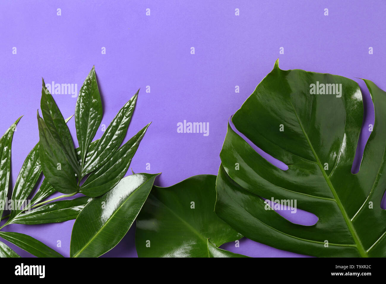 Green tropical leaves on color background Stock Photo - Alamy