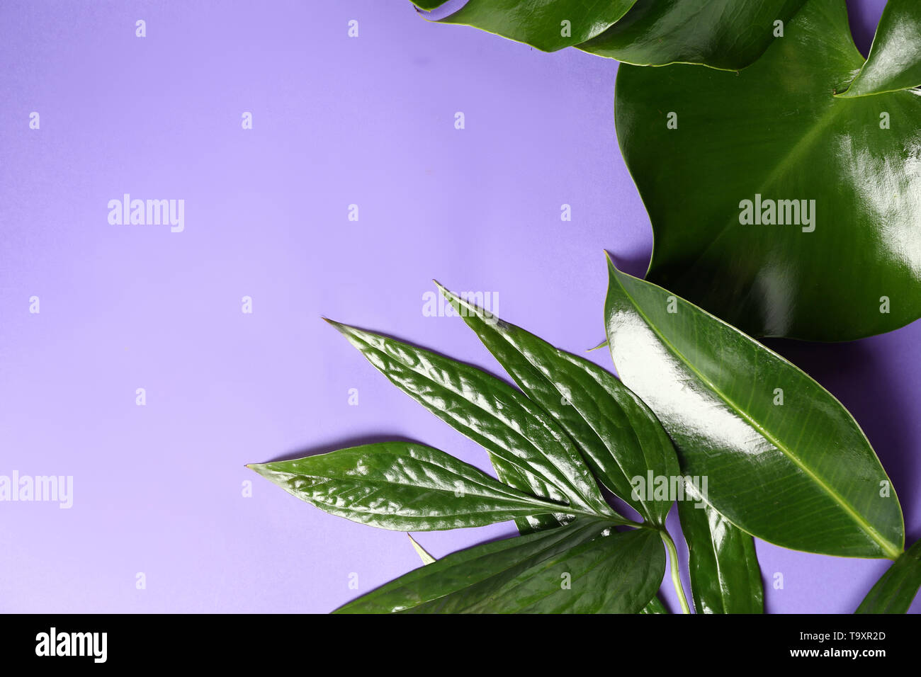 Green tropical leaves on color background Stock Photo - Alamy