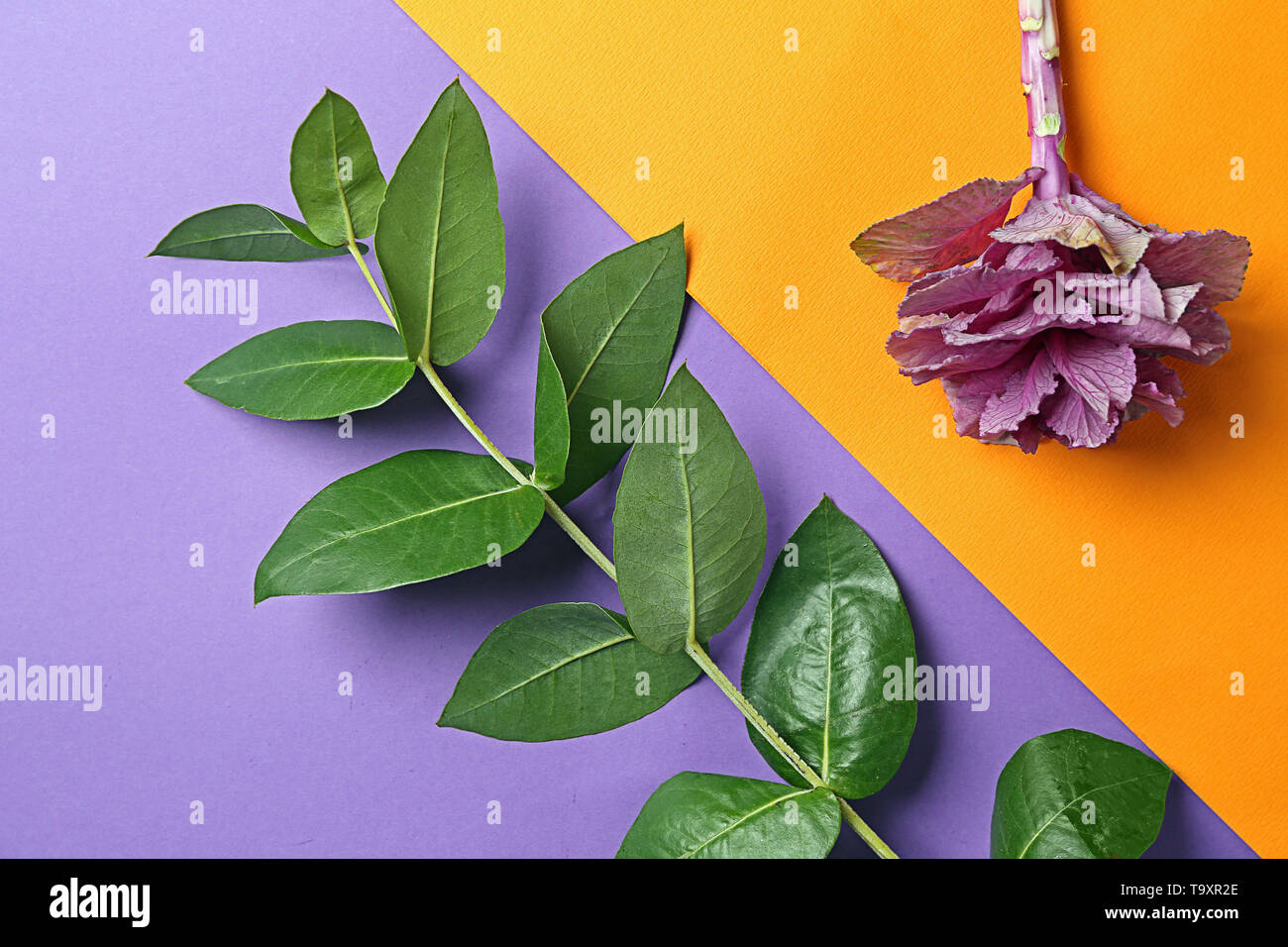 Green branch of tropical plant with flower on color background Stock ...