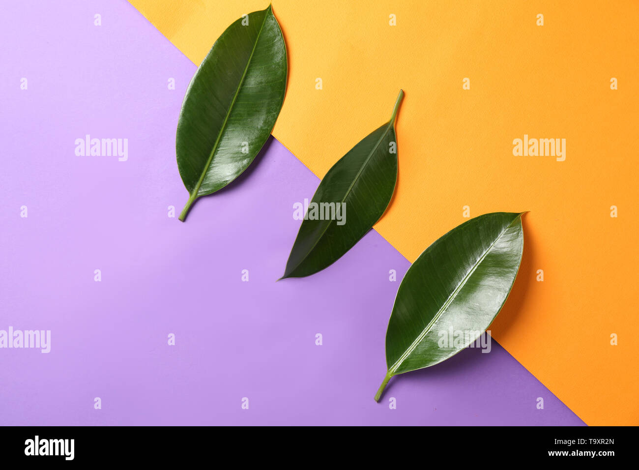 Green tropical leaves on color background Stock Photo - Alamy