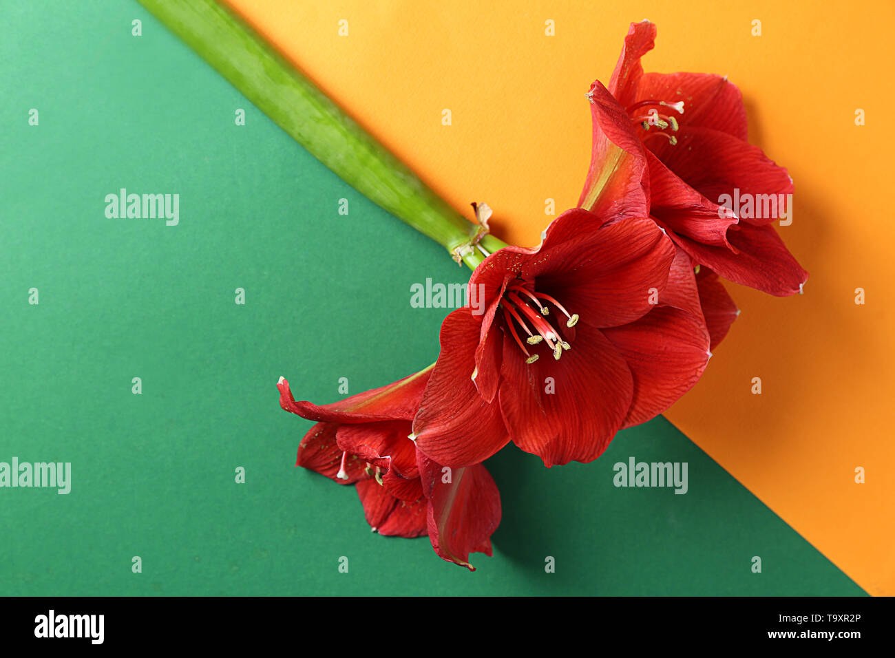 Beautiful tropical flowers on color background Stock Photo - Alamy