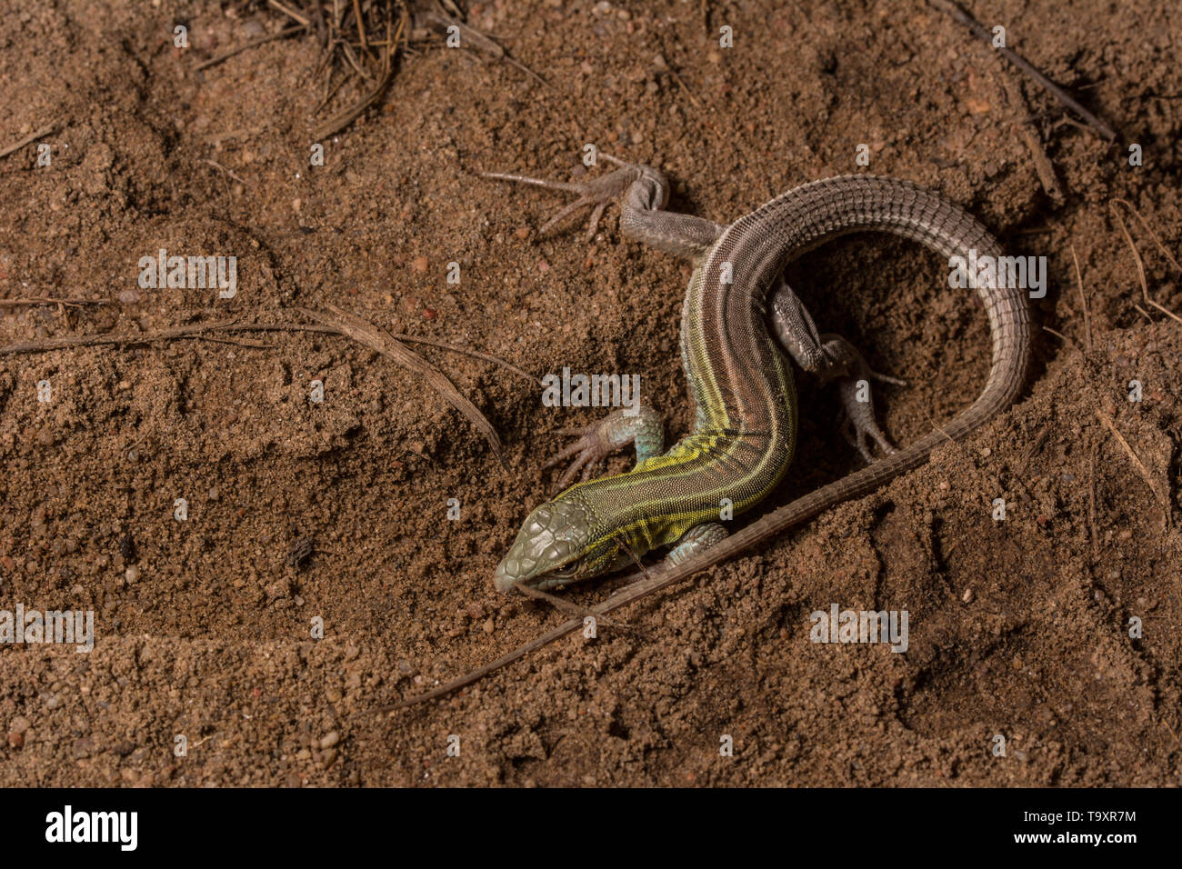 Aspidoscelis hi-res stock photography and images - Alamy