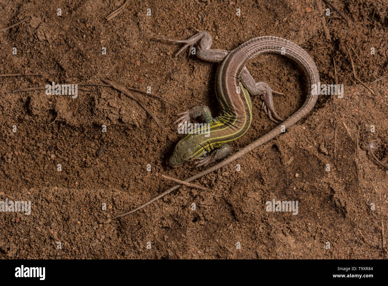 Aspidoscelis sexlineata sexlineata hi-res stock photography and images ...