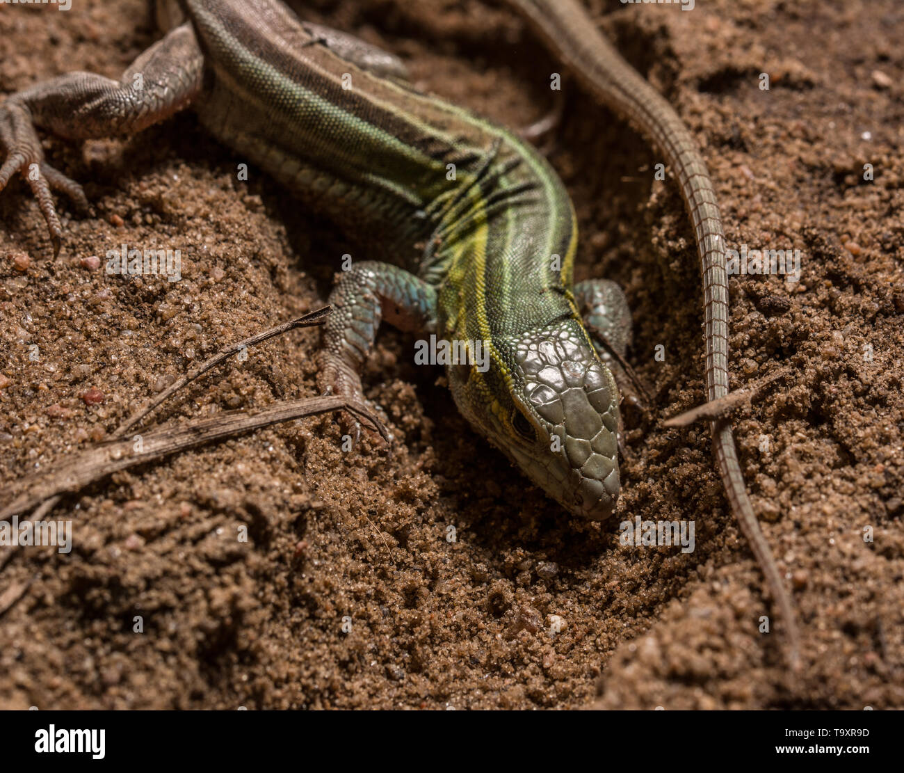 Prairie racerunner hi-res stock photography and images - Alamy