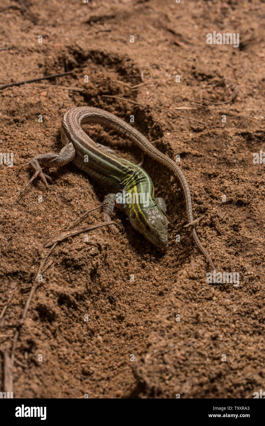 Prairie racerunner hi-res stock photography and images - Alamy