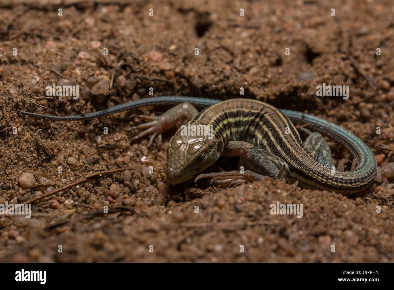 Aspidoscelis sexlineata sexlineata hi-res stock photography and images ...