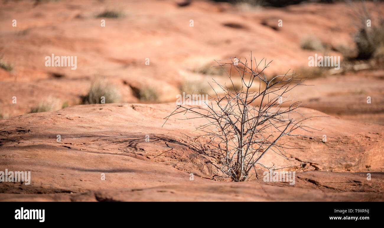 Dead brush hi-res stock photography and images - Alamy