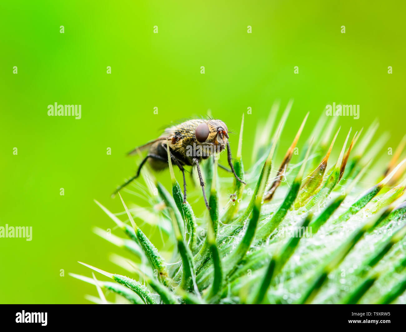 Exotic Drosophila Fruit Fly Diptera Insect on Spike Plant Stock Photo ...
