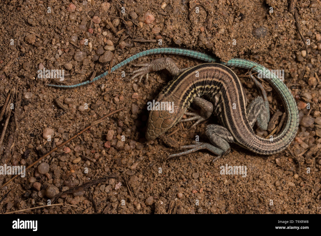 Aspidoscelis hi-res stock photography and images - Alamy