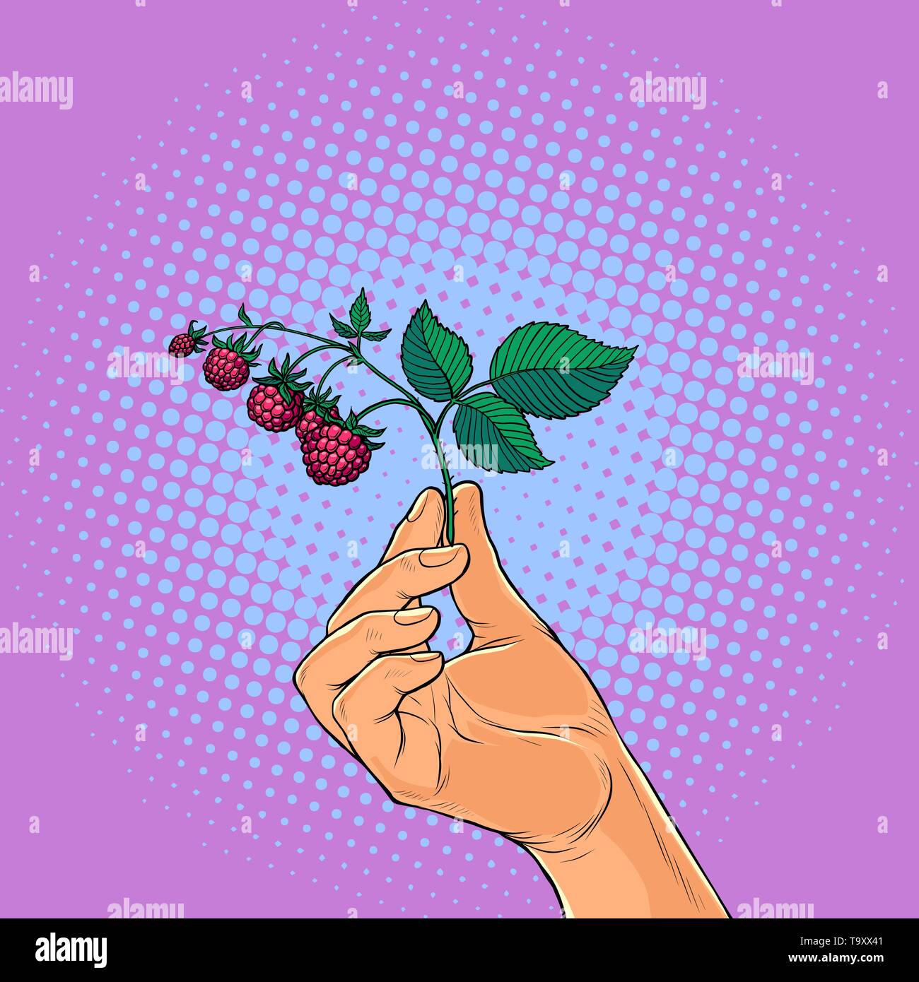 Raspberry picking Stock Vector Images - Alamy