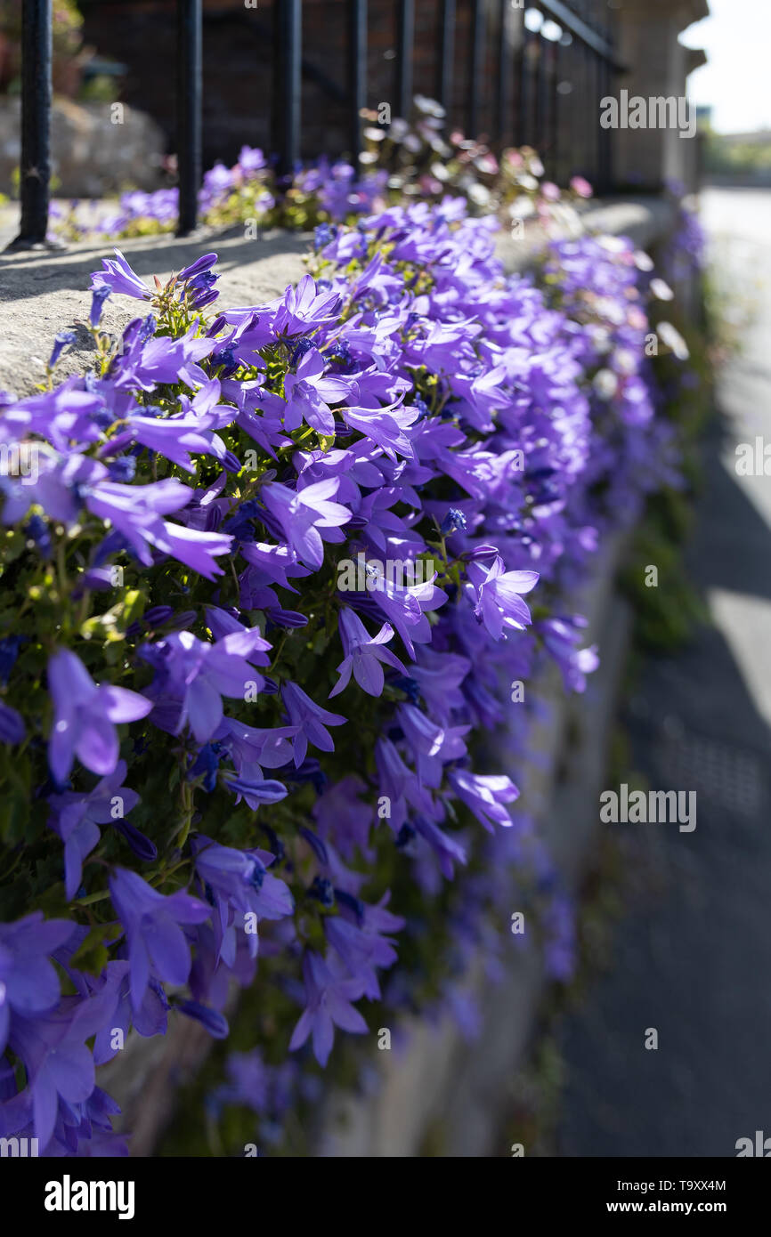 Bellflower plant flowering in the sunshine on a wall in Bristol Stock ...