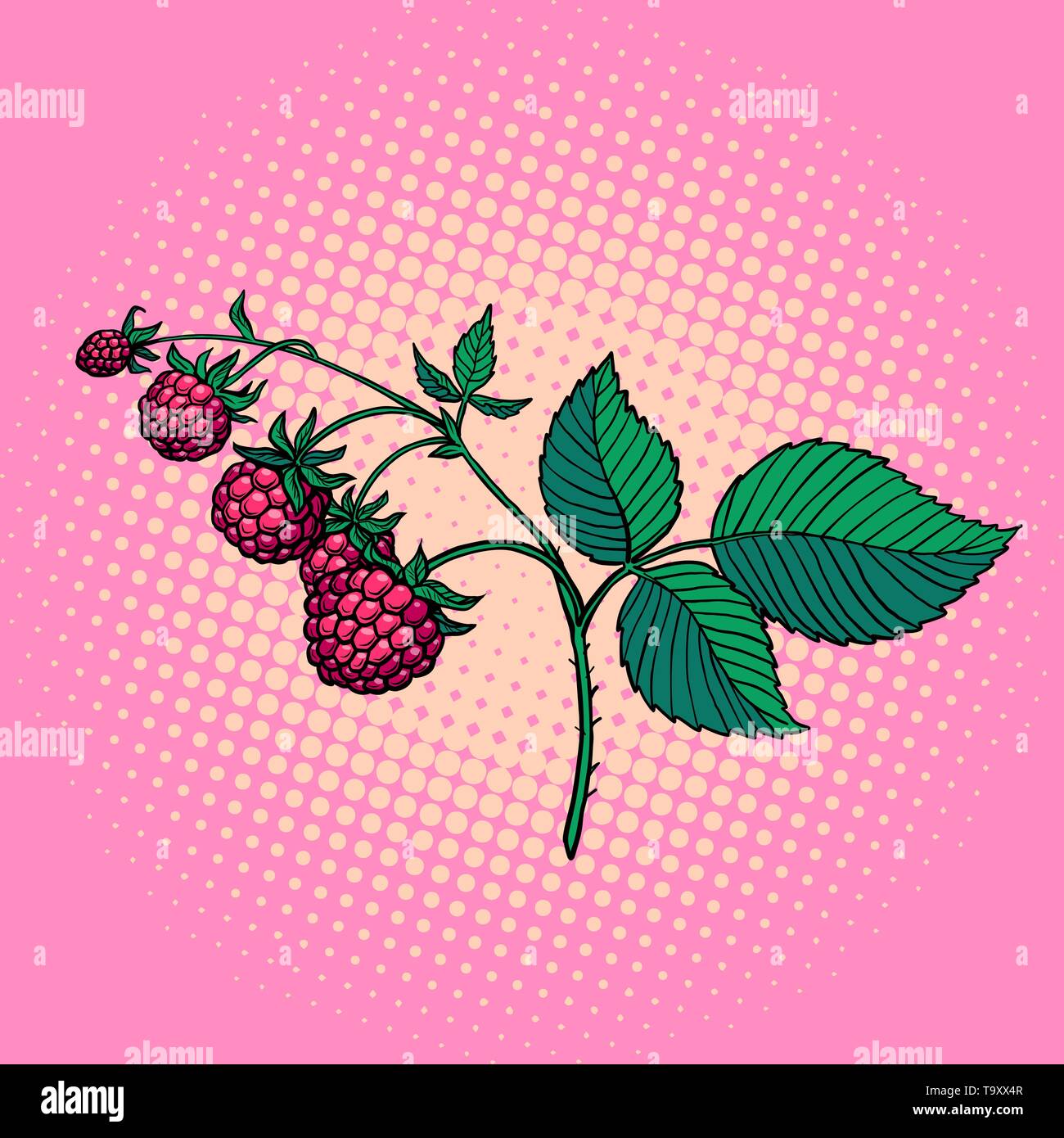 raspberry twig. wild berry. Pop art retro vector illustration vintage ...