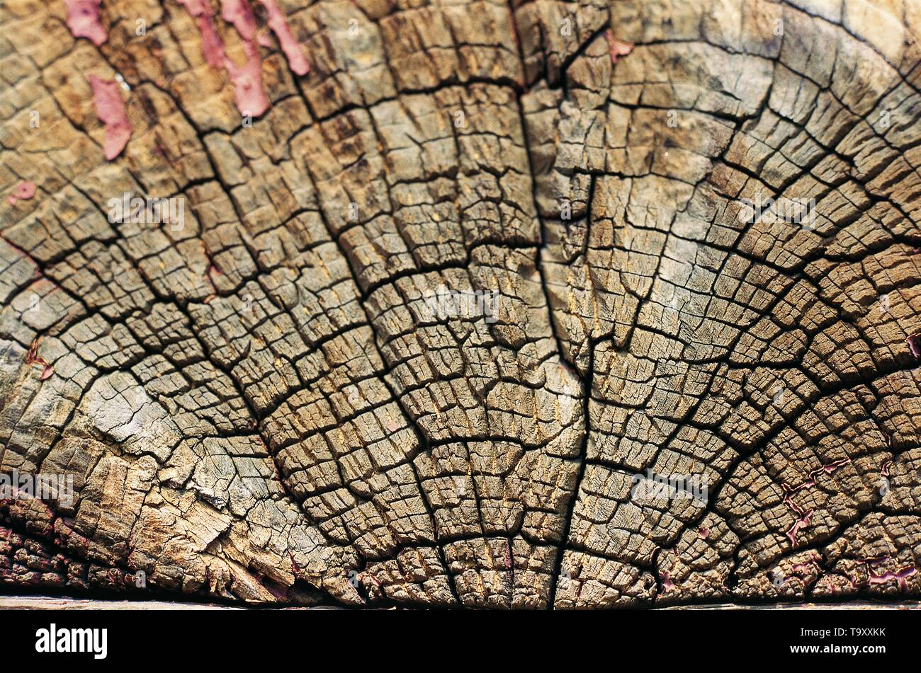 CLOSE UP OF TREE BARK, HIMACHAL PRADESH, INDIA Stock Photo - Alamy