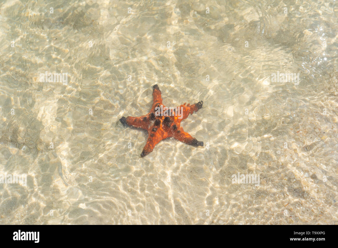Orange starfish under the clean sea water Stock Photo - Alamy