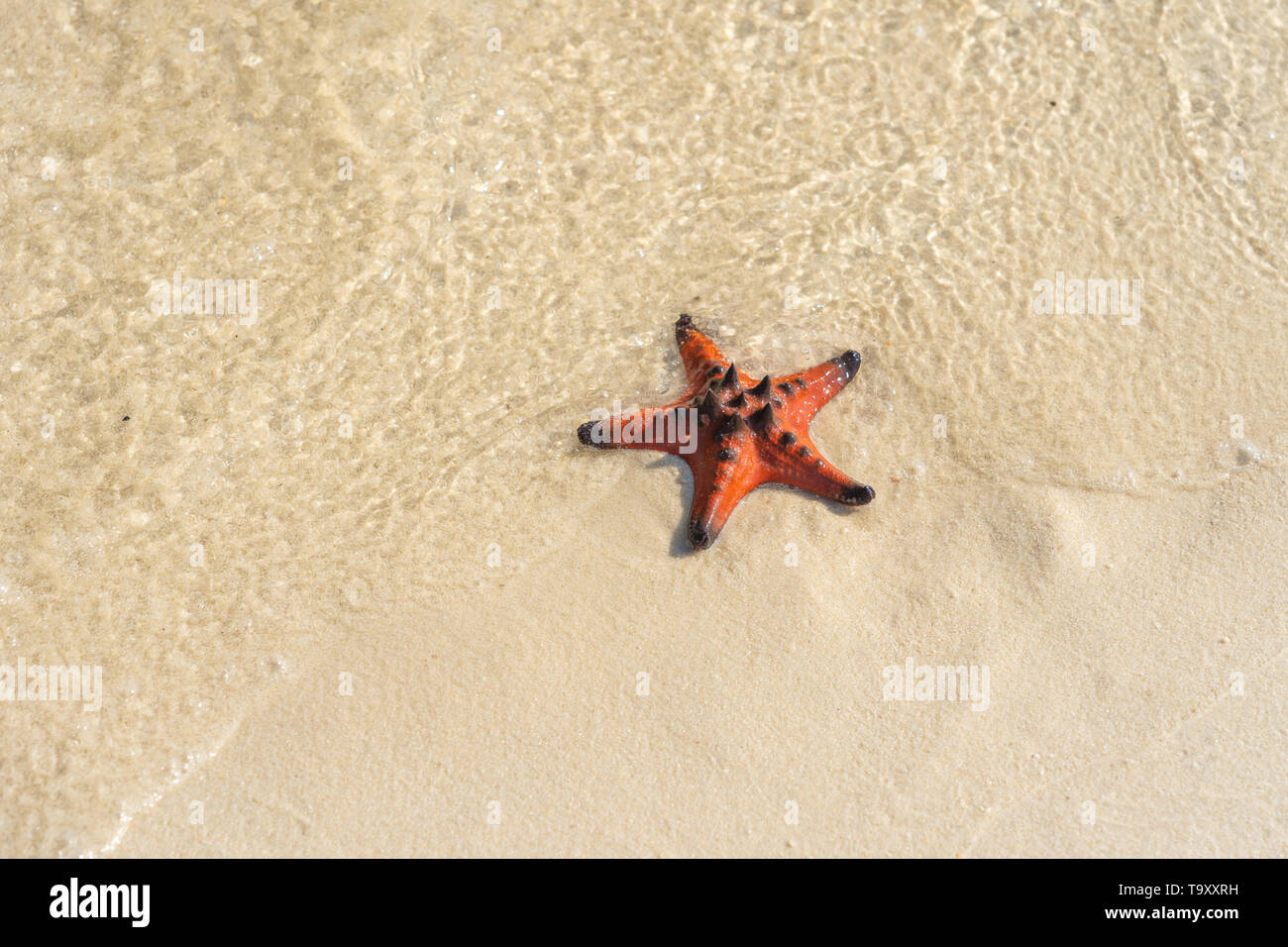 Small orange starfish on the wet white sand Stock Photo - Alamy