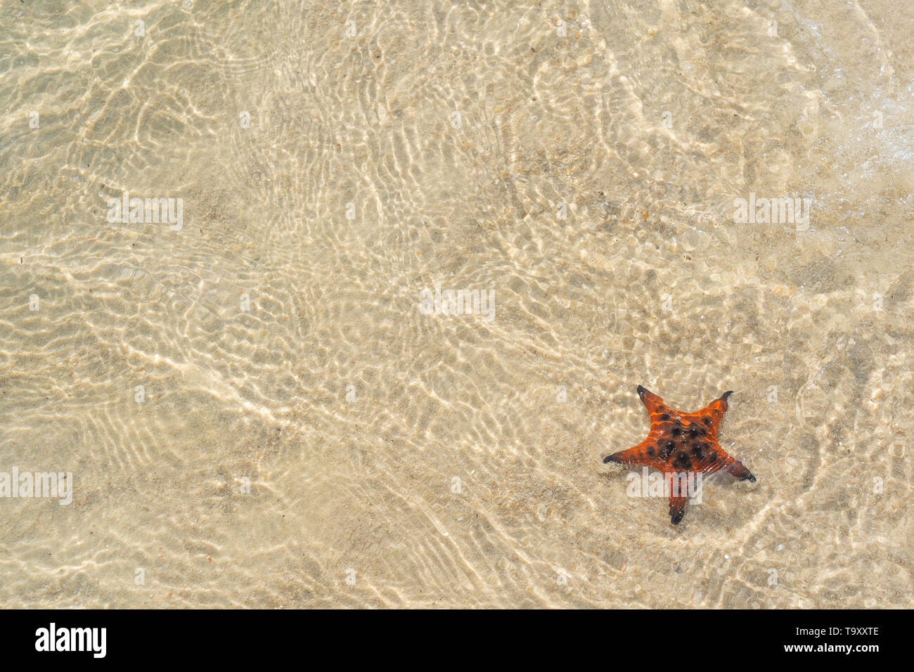 Orange starfish in the shallow tropical water Stock Photo - Alamy