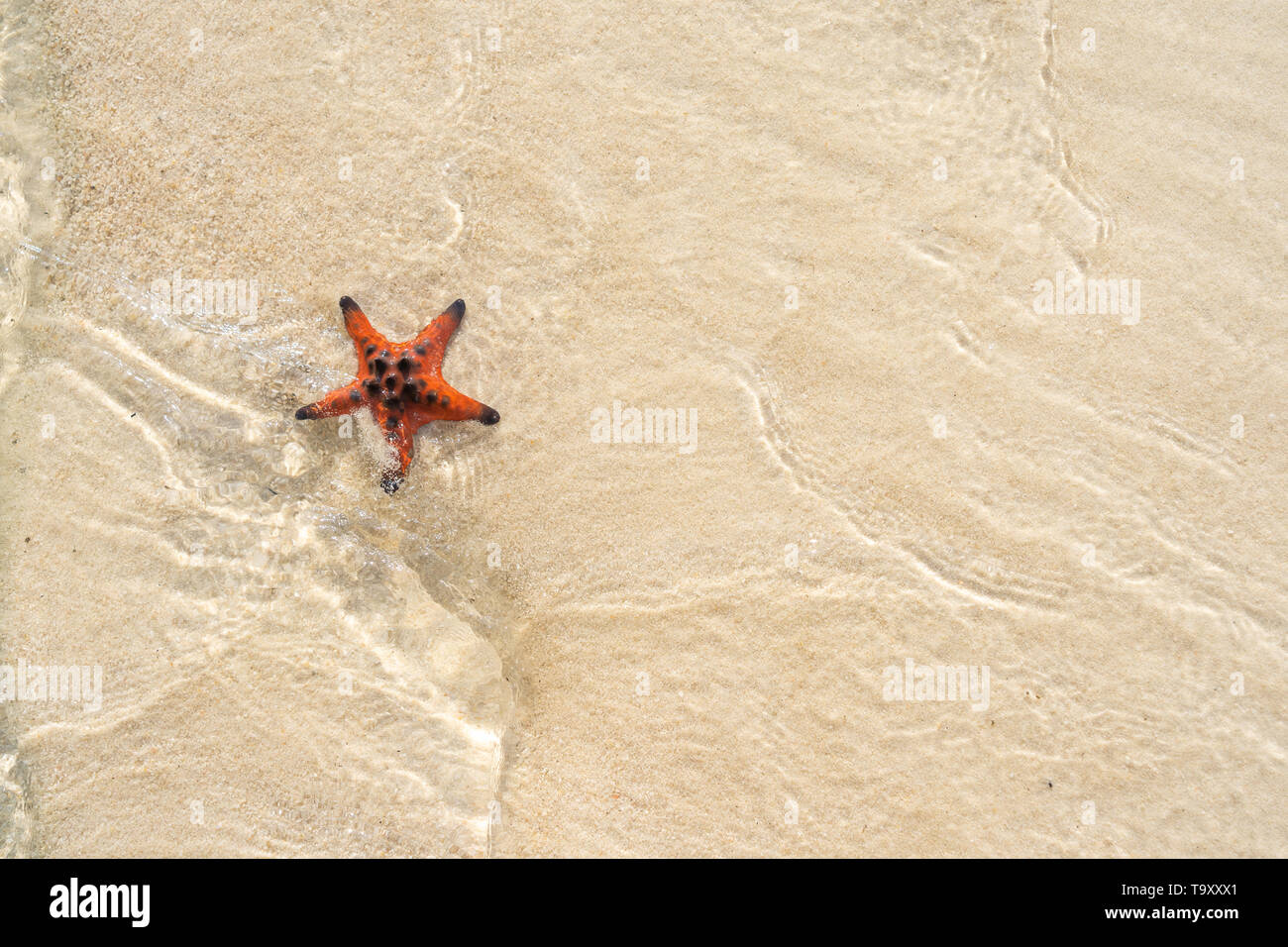 Orange starfish in the shallow tropical water Stock Photo - Alamy