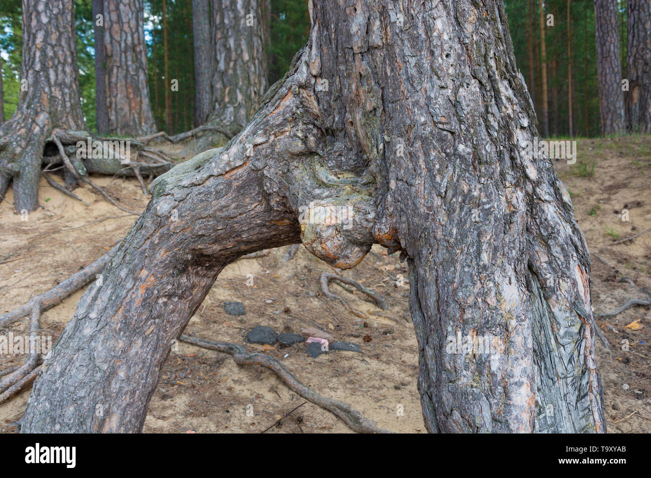 Unusual structure of pine tree, shot close-up on a spring day Stock ...