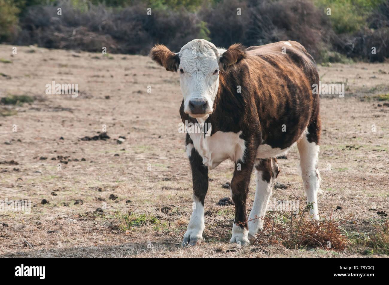 Blue calf mountain hi-res stock photography and images - Alamy