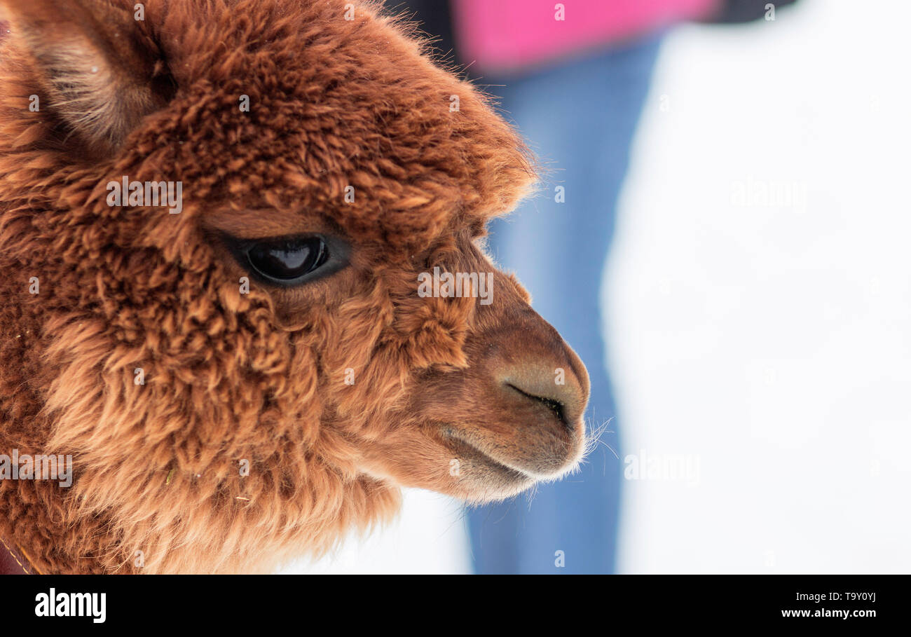 A picture of a cute, brown alpaca staring into the camera Stock Photo ...