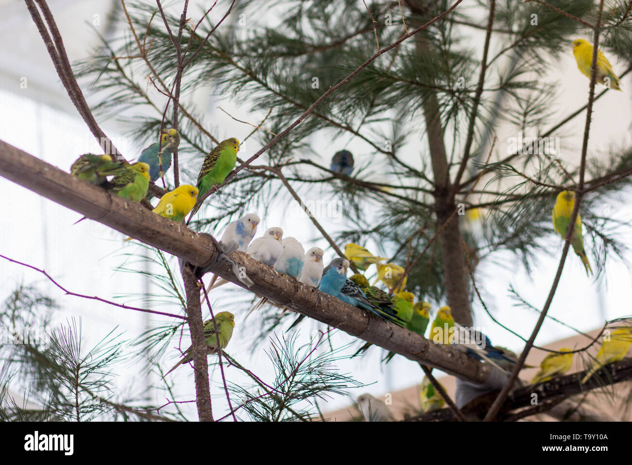 A picture of colourful birds resting on a pine tree Stock Photo - Alamy