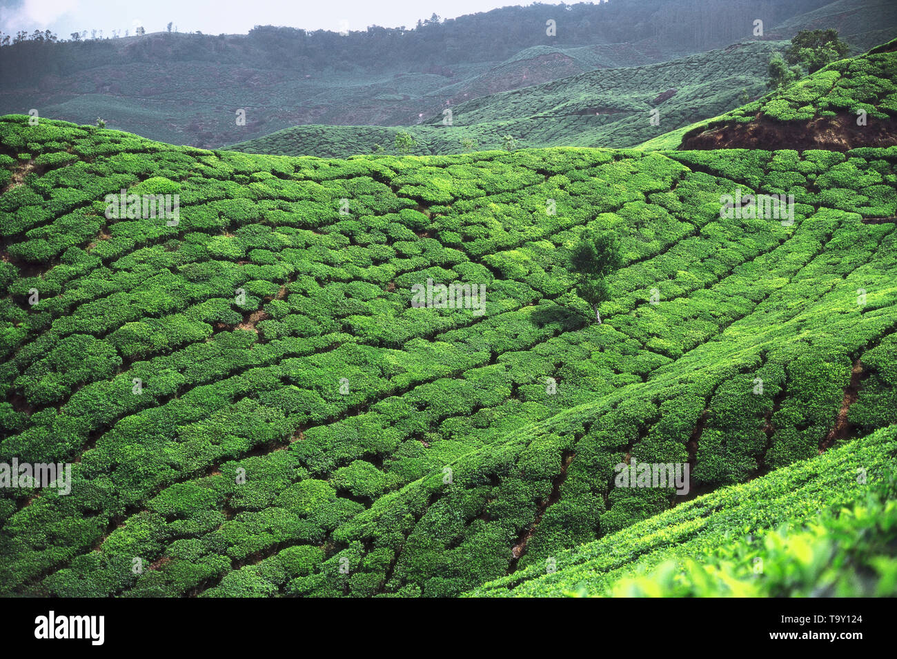 TEA ESTATES, MUNNAR,KERALA, INDIA, ASIA Stock Photo - Alamy