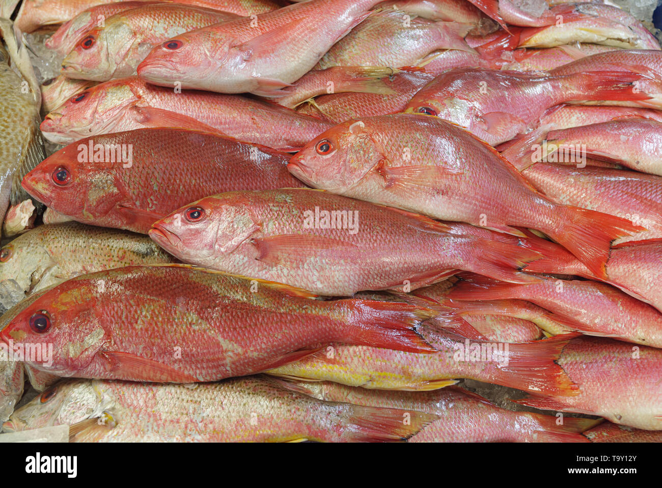 Rock fish hi-res stock photography and images - Alamy