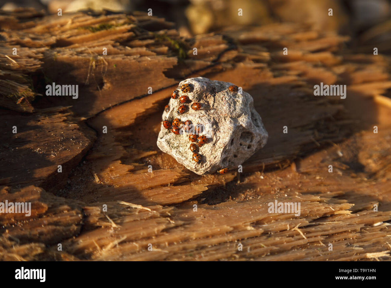 Lady bug with rocks hi-res stock photography and images - Alamy