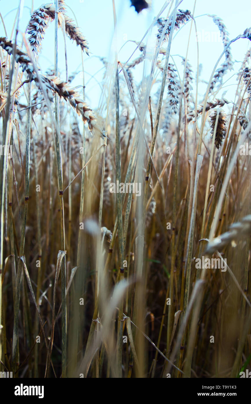 Wheat fields in Europe, white wheat or awnless wheat Stock Photo - Alamy