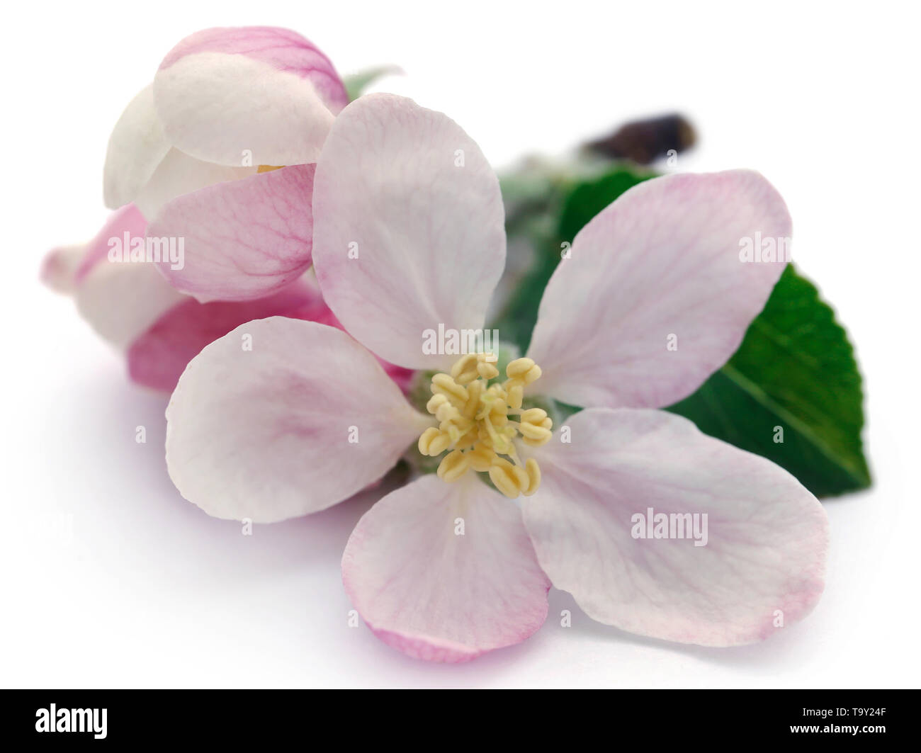 Apple flower over white background Stock Photo - Alamy