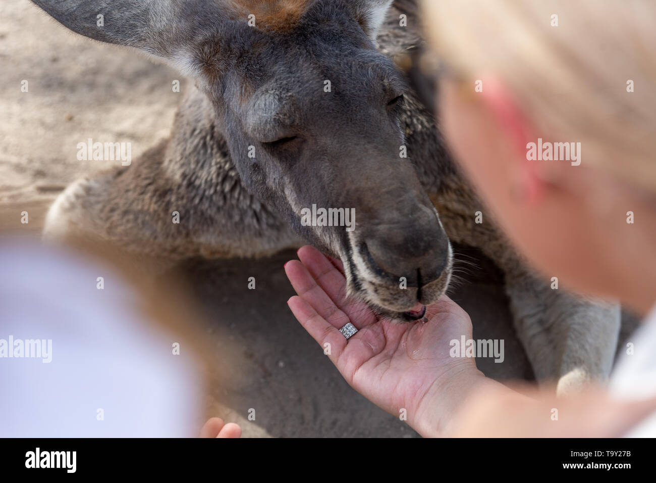 Kangaroo's eating food from tourist's hand the Australian Zoo Stock ...