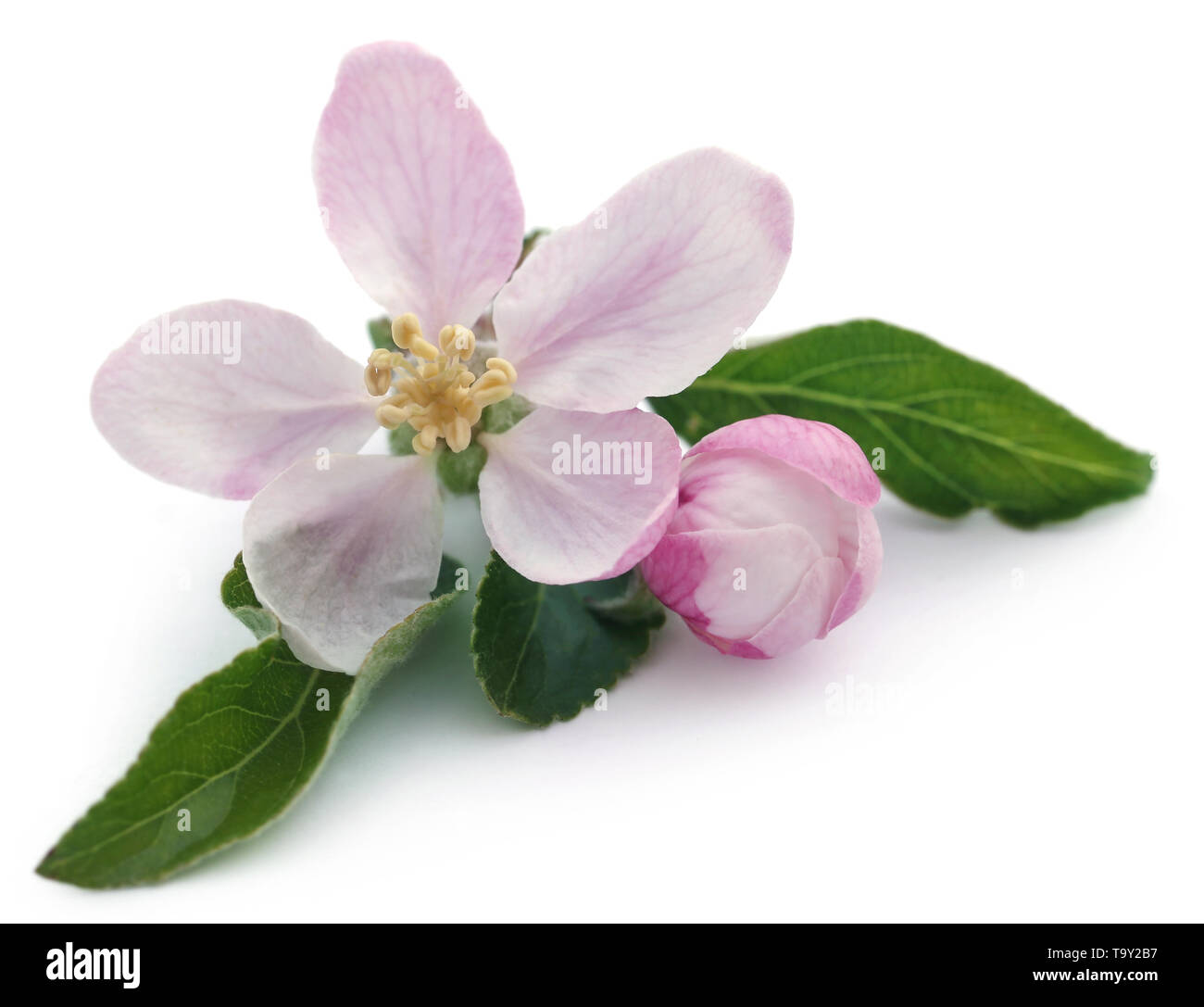 Apple flower over white background Stock Photo - Alamy