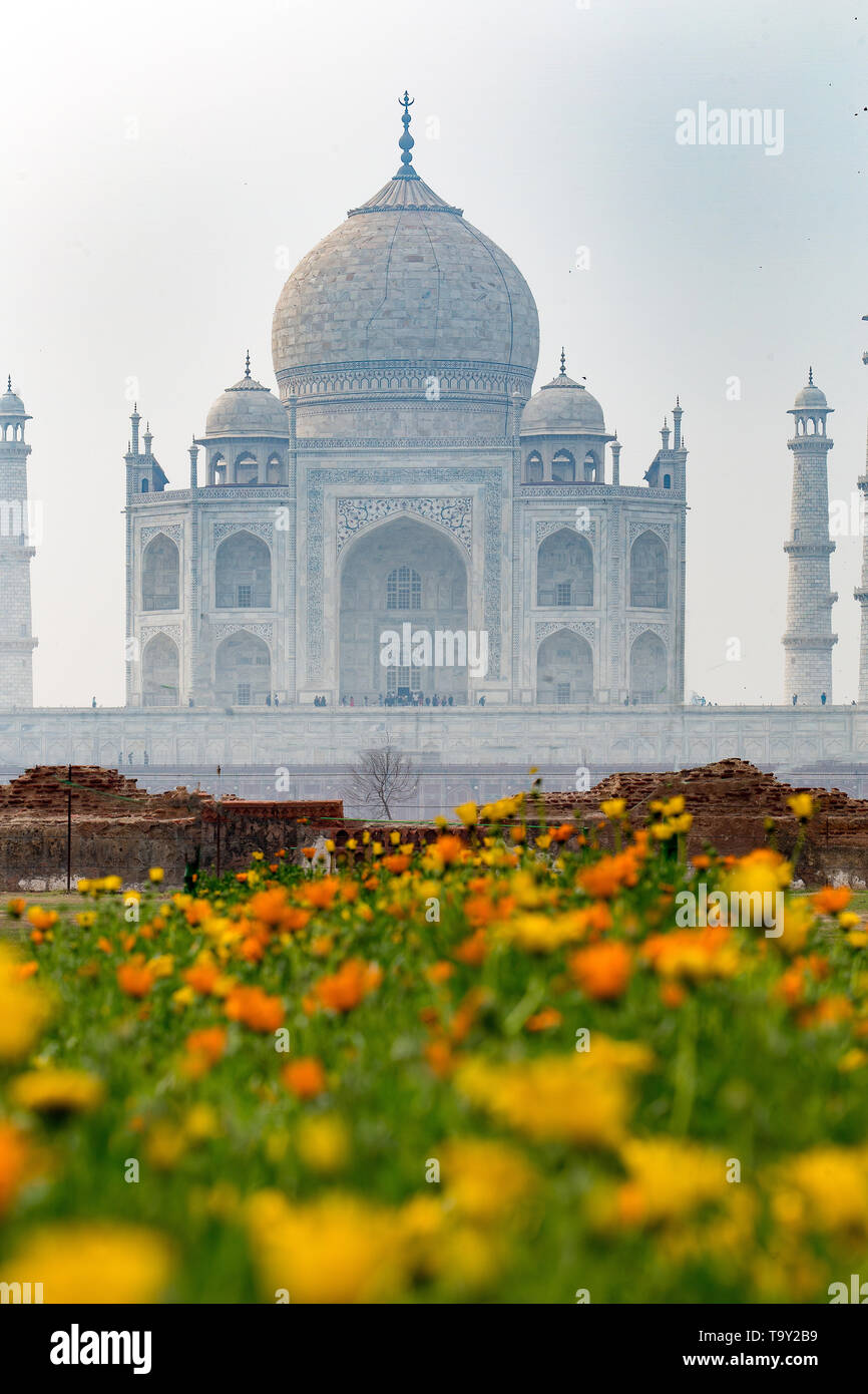 Taj Mahal - architectural landmark of India. Morning Flowers Stock ...