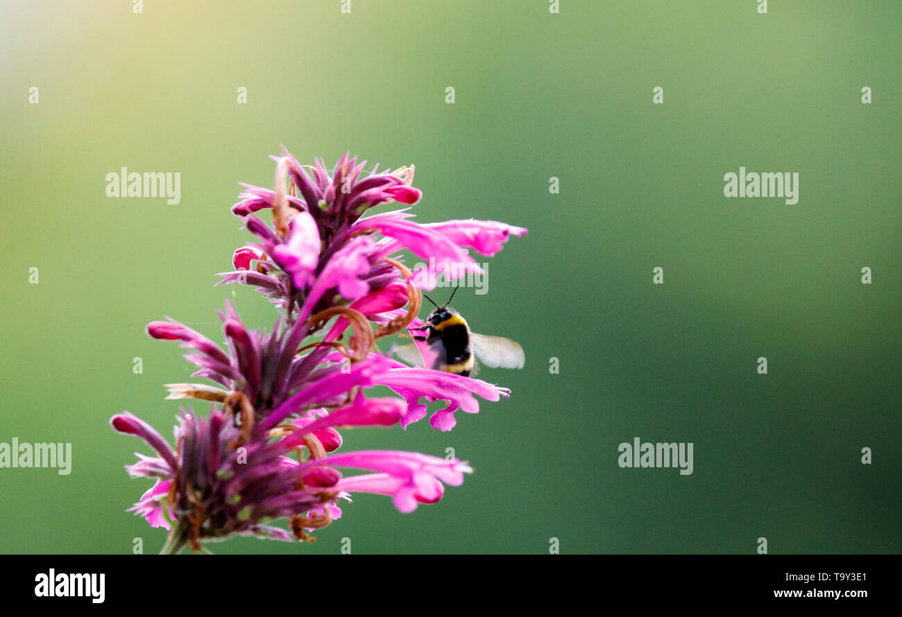 Tiny bee on a pink blossom plant with huge depth of field and green ...