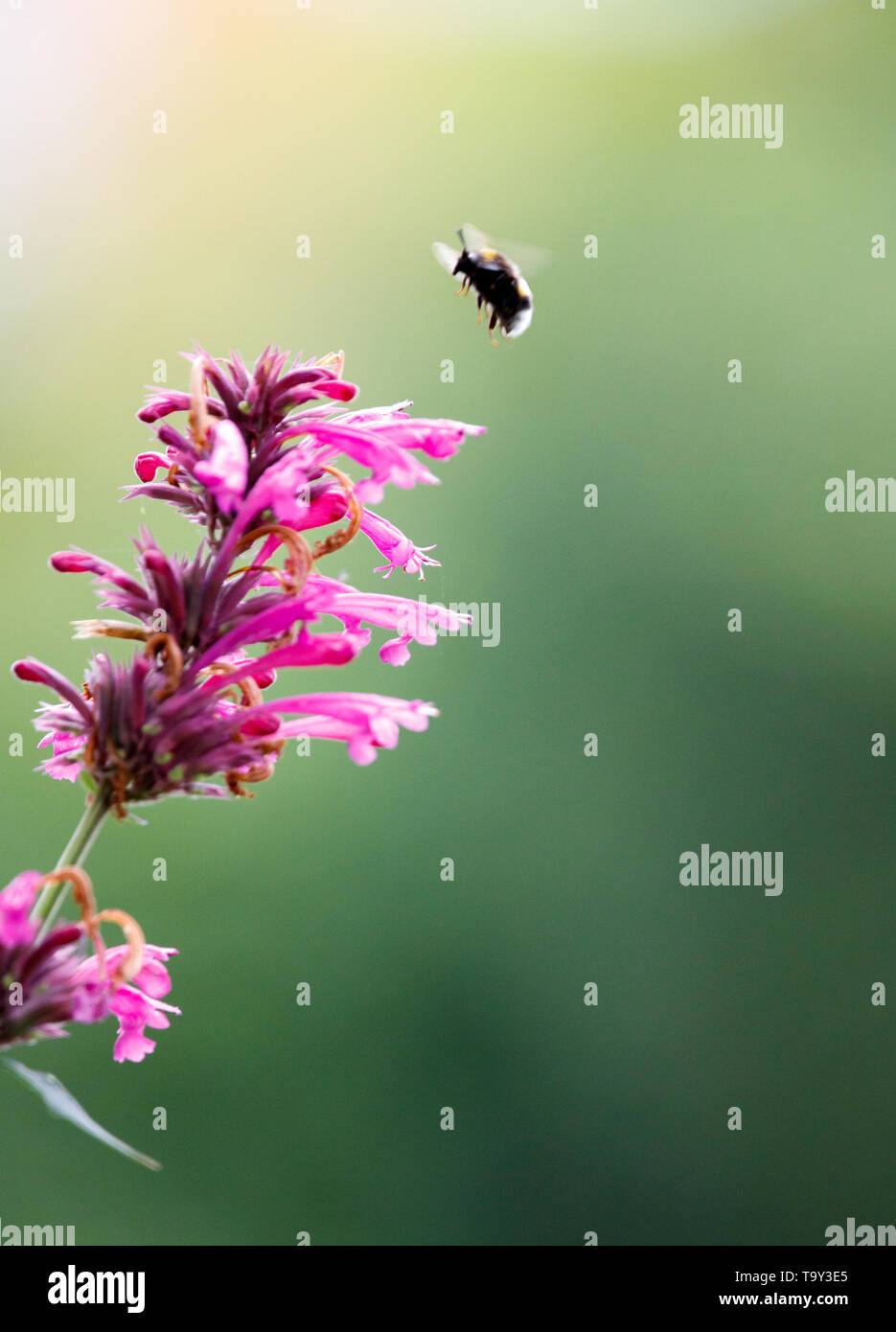 Tiny bee on a pink blossom plant with huge depth of field and green ...
