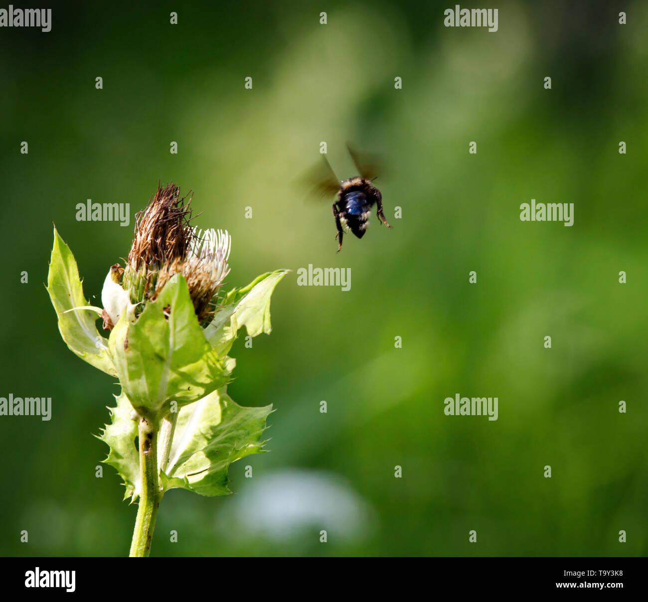 tiny bee on a green blossom plant with huge depth of field and green ...