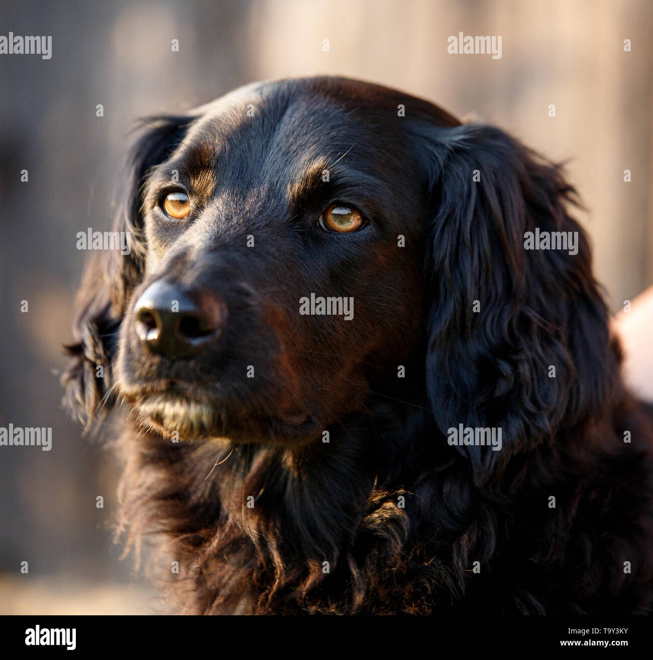 faithful looking family dog smiling at sunset with brown eyes happily ...