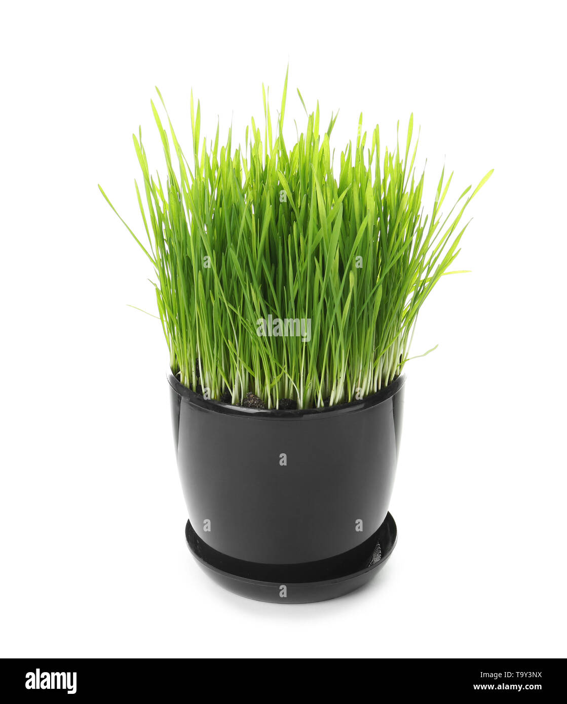 Sprouts in pot hi-res stock photography and images - Alamy