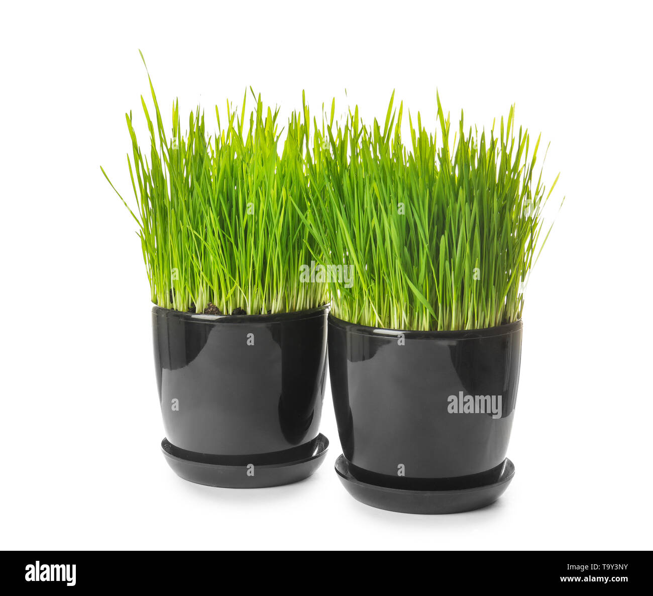 Wheat grass sprouts in pots on white background Stock Photo - Alamy