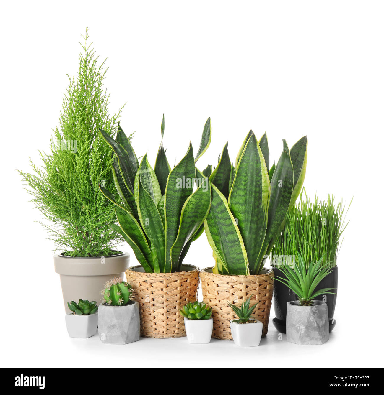 Different houseplants on white background Stock Photo - Alamy