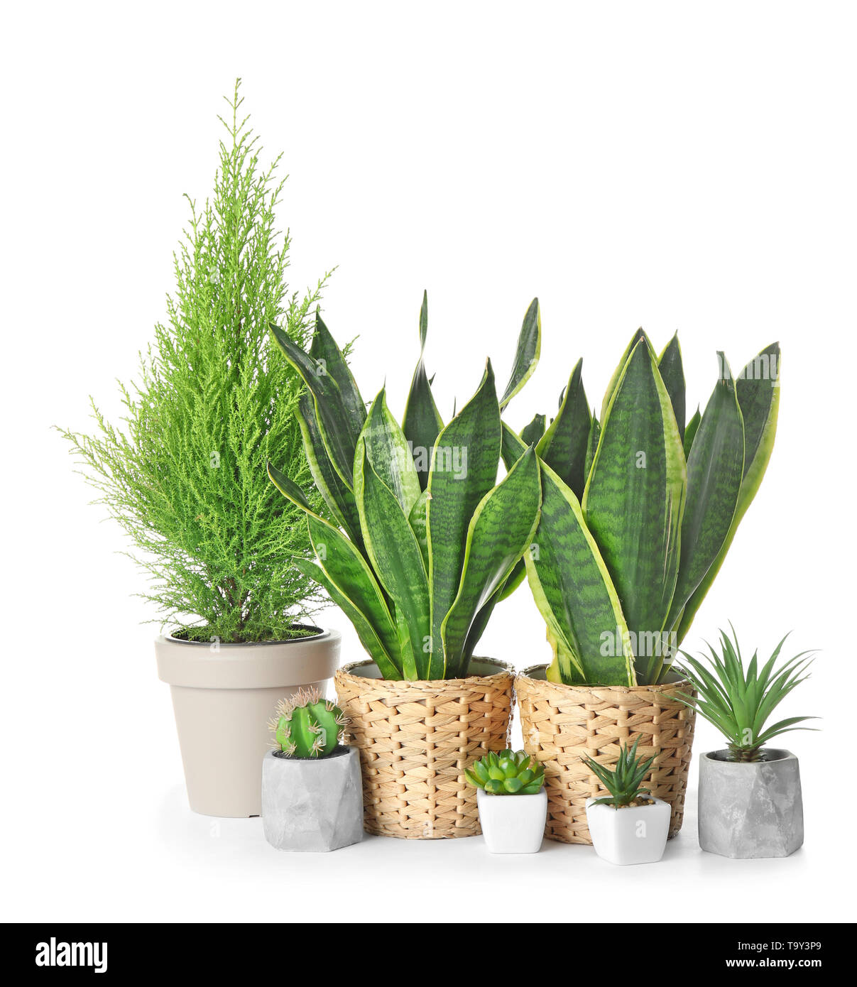 Different houseplants on white background Stock Photo - Alamy