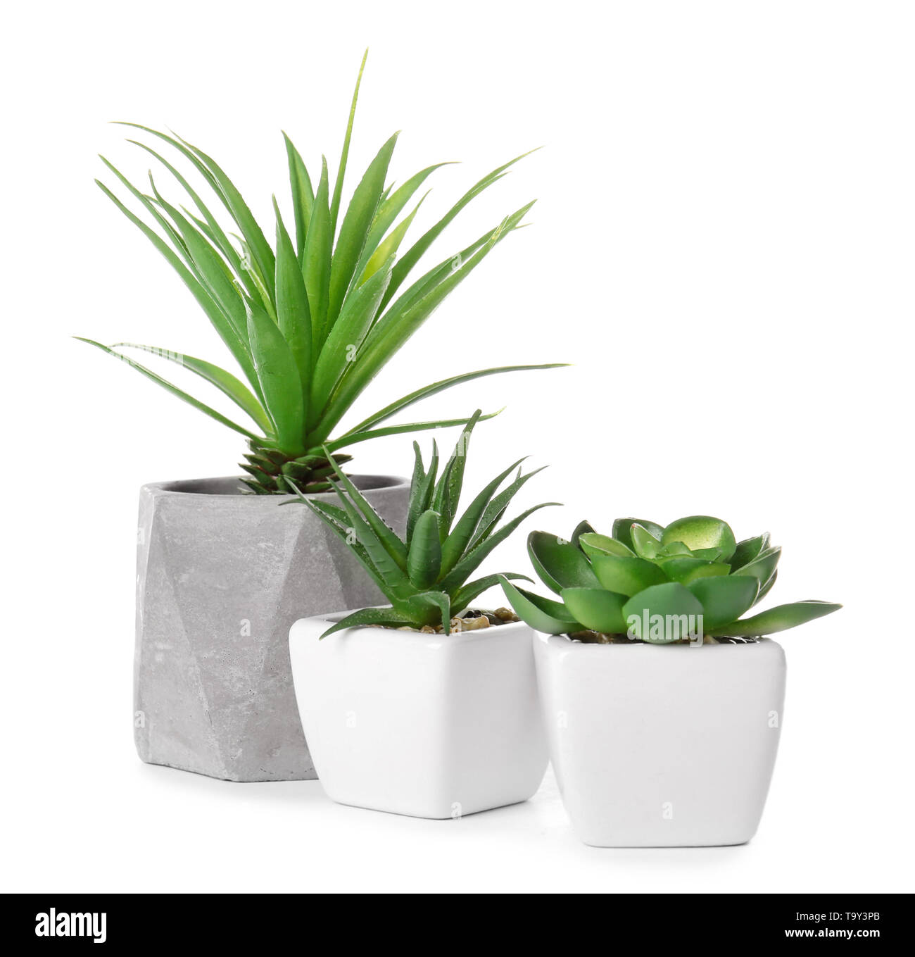 Different houseplants on white background Stock Photo - Alamy