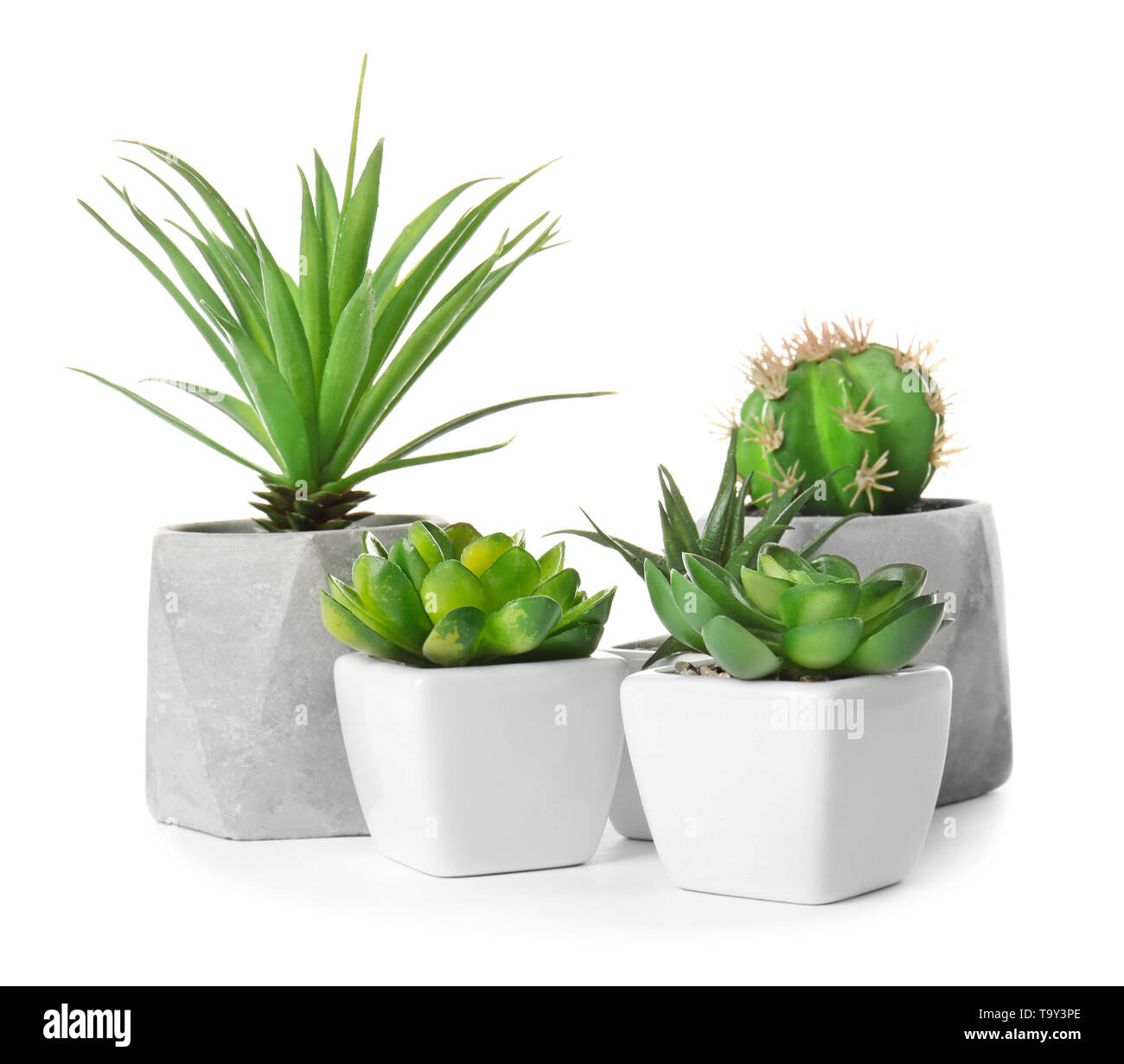 Different houseplants on white background Stock Photo - Alamy