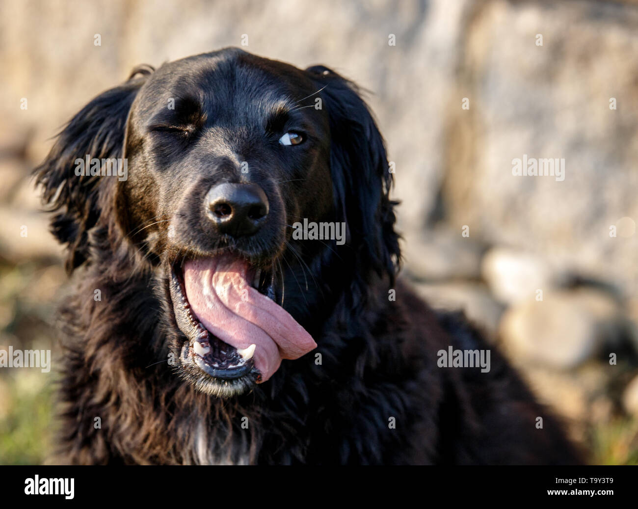 family dog smiling at sunset and putting out his tongue happily Stock ...