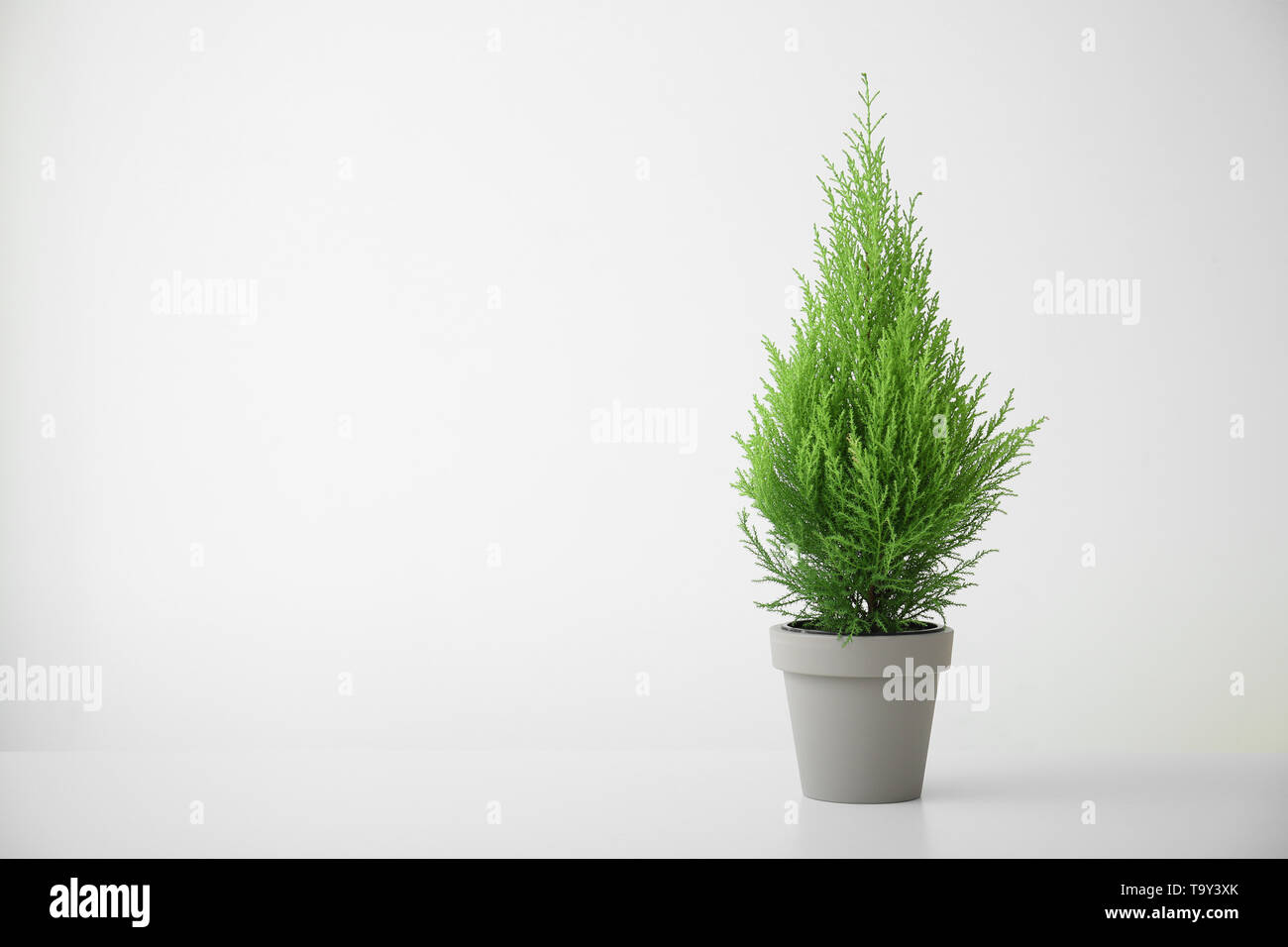 Cypress lemon tree in pot on white background Stock Photo - Alamy