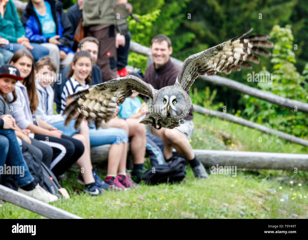 Smiling bird hi-res stock photography and images - Alamy