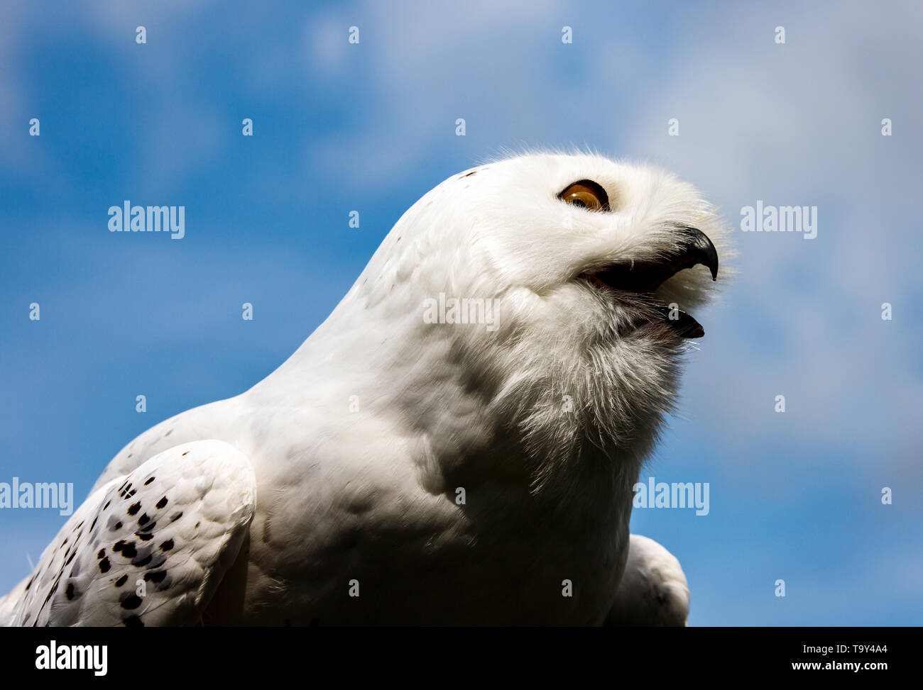 Young arctic snow owl marking its territory high up in the sky Stock ...