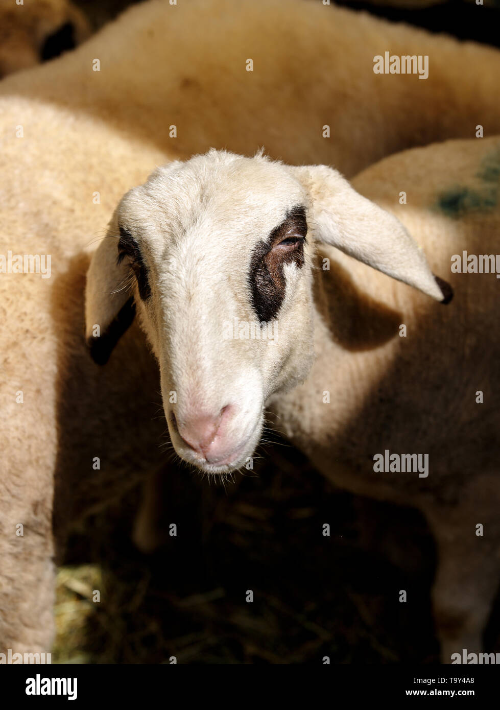 Young baby sheep next to its mother while feeding straw Stock Photo - Alamy