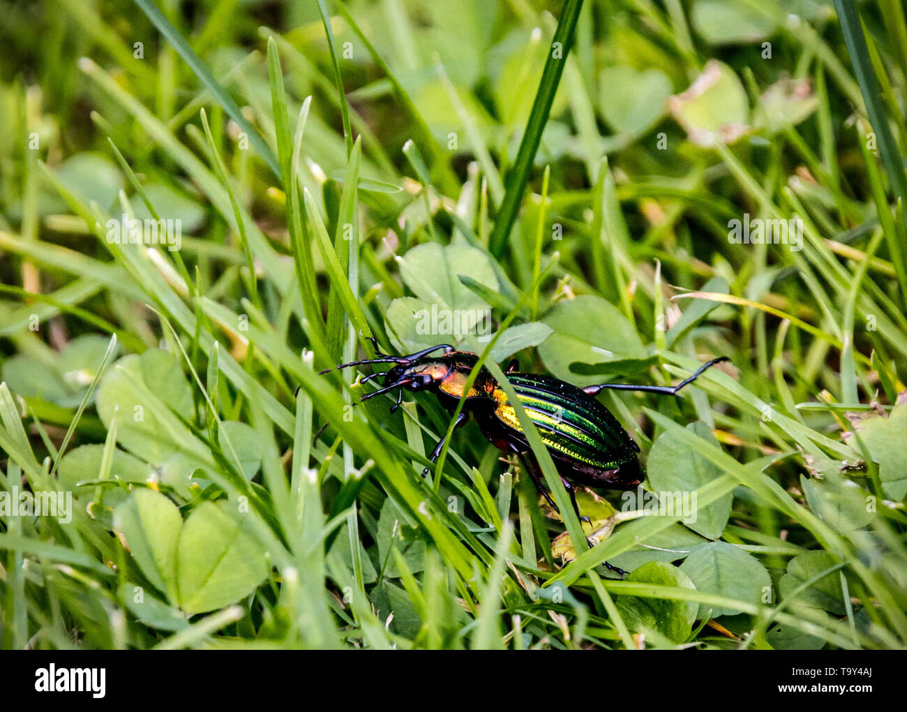 Bug in grass hi-res stock photography and images - Alamy