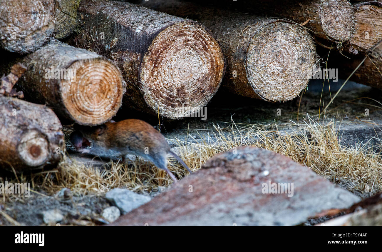 brown rat mother running in the wood stack with its baby rat mouse ...